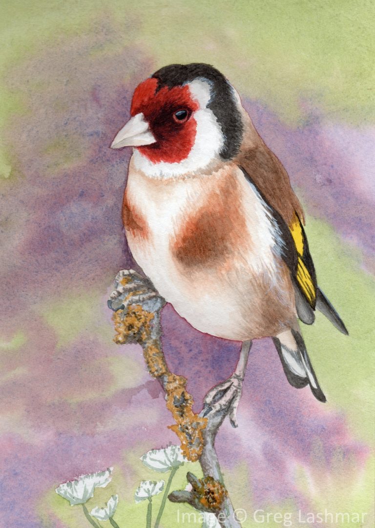 Goldfinch – Greg Lashmar, Artist